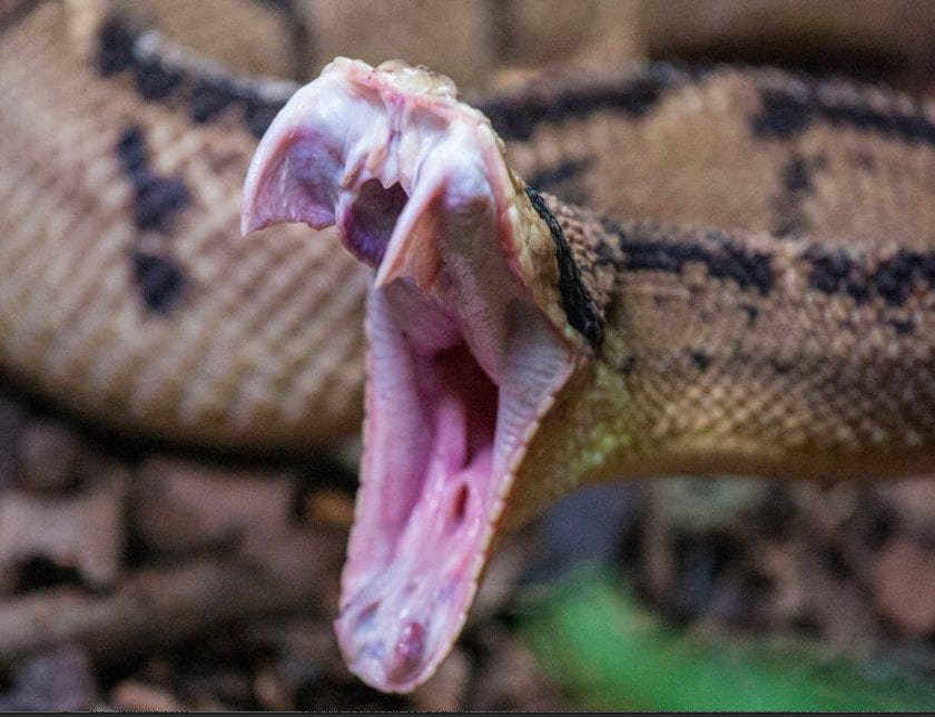 My introduction to bush flying in Panama : Air Facts Journal