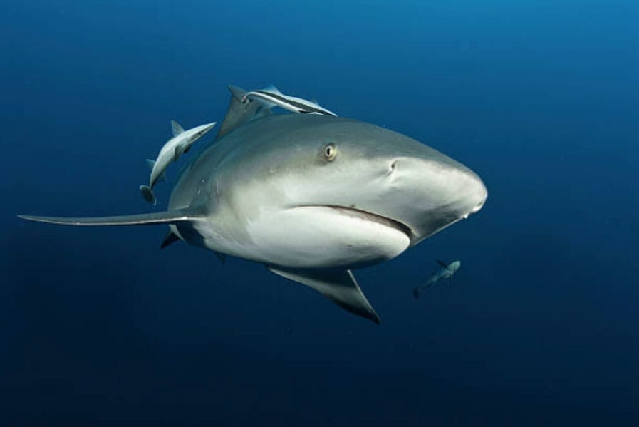 Aerial patrol - spotting sharks : Air Facts Journal
