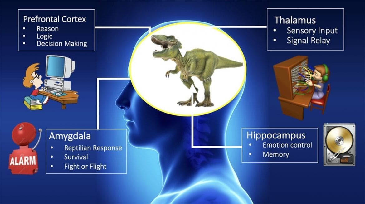 Startle: what it is and how it affects your performance : Air Facts Journal