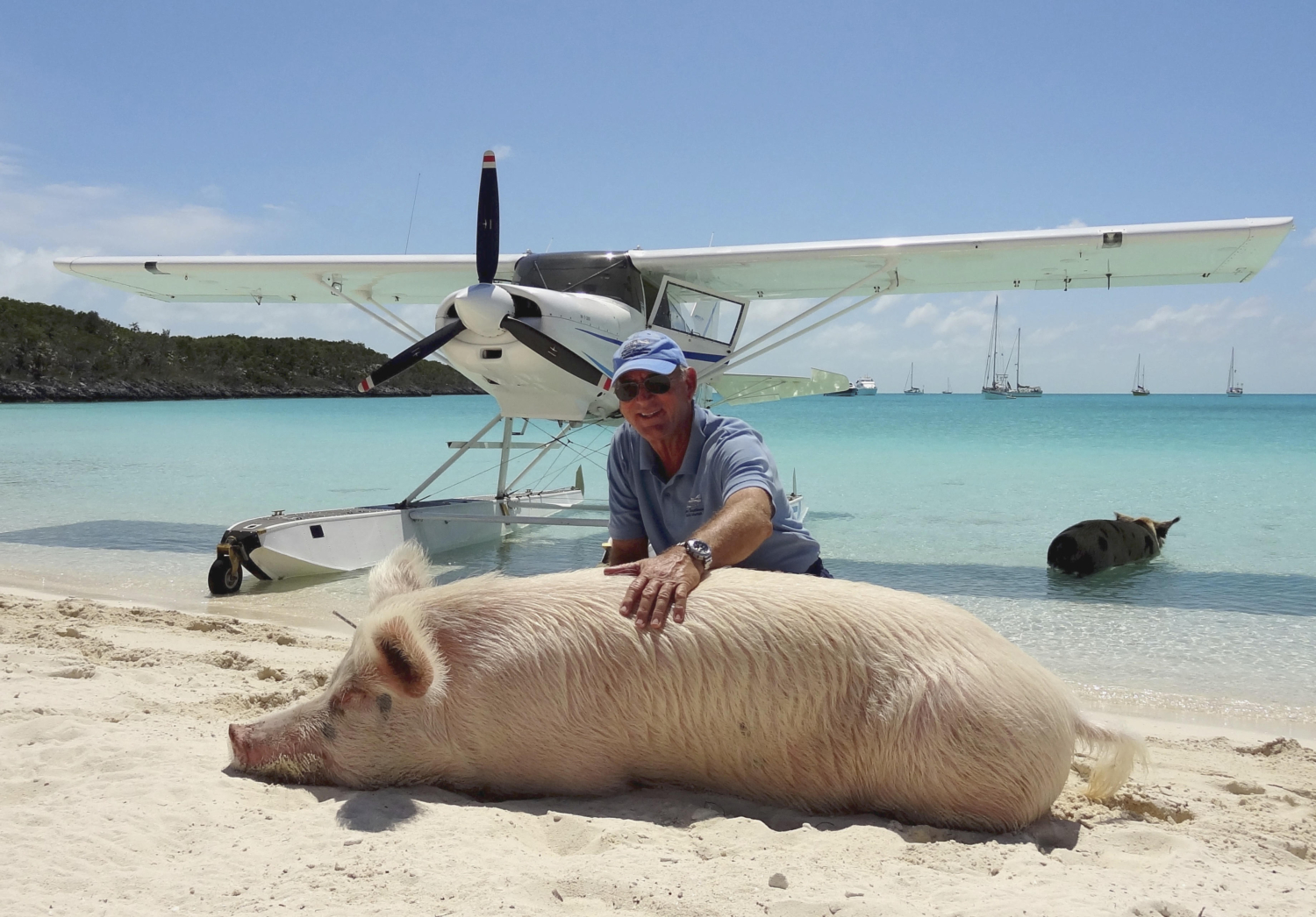 Friday photo: If pigs could fly : Air Facts Journal